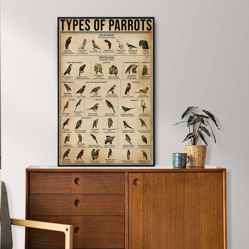 Unframed Types of Parrots Vintage Poster, Parrot Lover Gift, Parrot ...