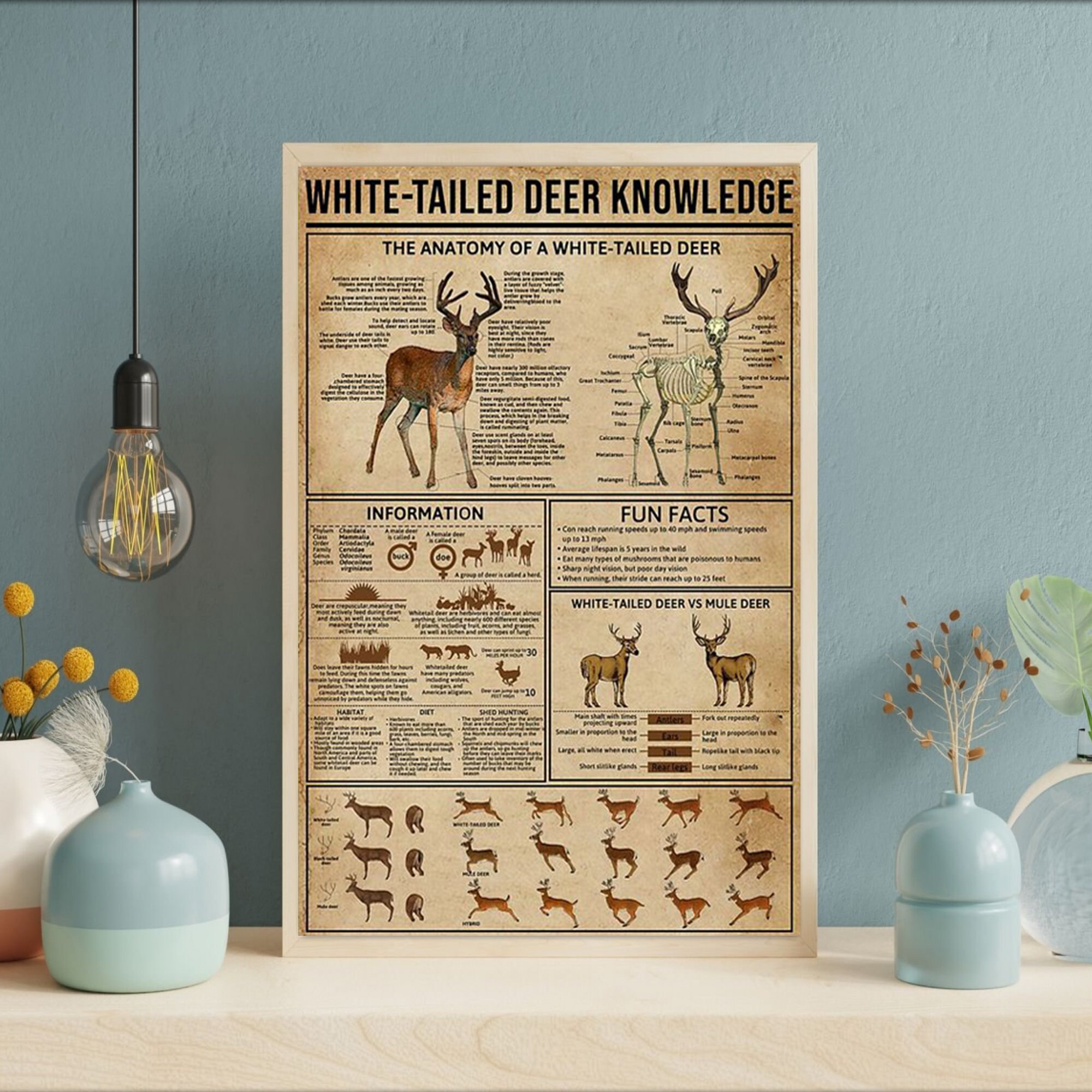 Unframed White-tailed Deer Knowledge Poster, White-tailed Deer Lover ...