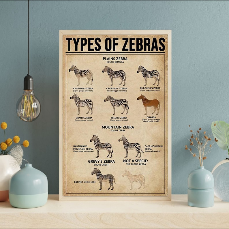 Types of Zebras Vintage Poster Zebra Lover Gift Zebra - Etsy