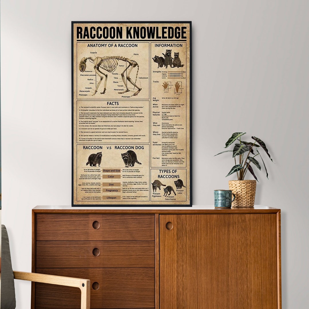 Unframed Raccoon Knowledge Vintage Poster, Raccoon Lover Gift, All ...