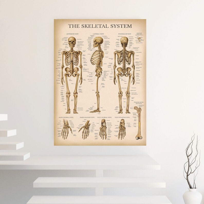 Skeletal System Anatomical Chart, Cavallini Knowledge Poster, the Human ...