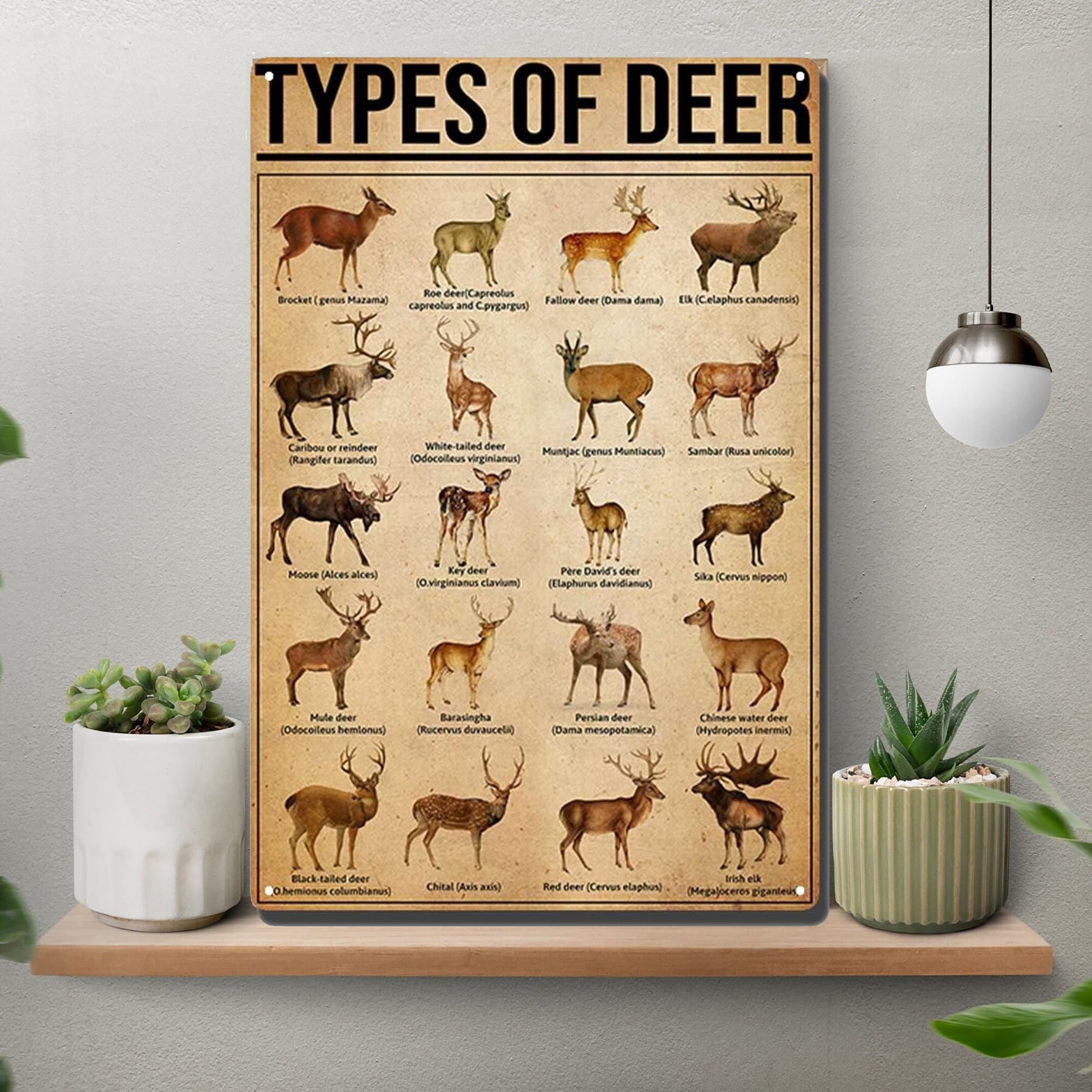 Types of Deer Poster Vintage Deer Knowledge Poster Hunting - Etsy