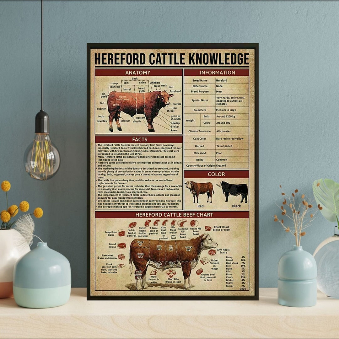 Unframed Hereford Cattle Knowledge Poster, Vintage Hereford Cattle ...