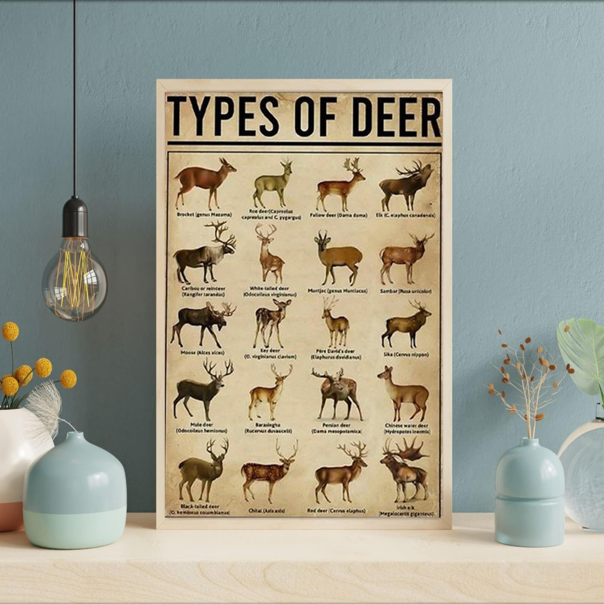 Types of Deer Poster, Deer Lover Gift, All About Deer, Vintage ...