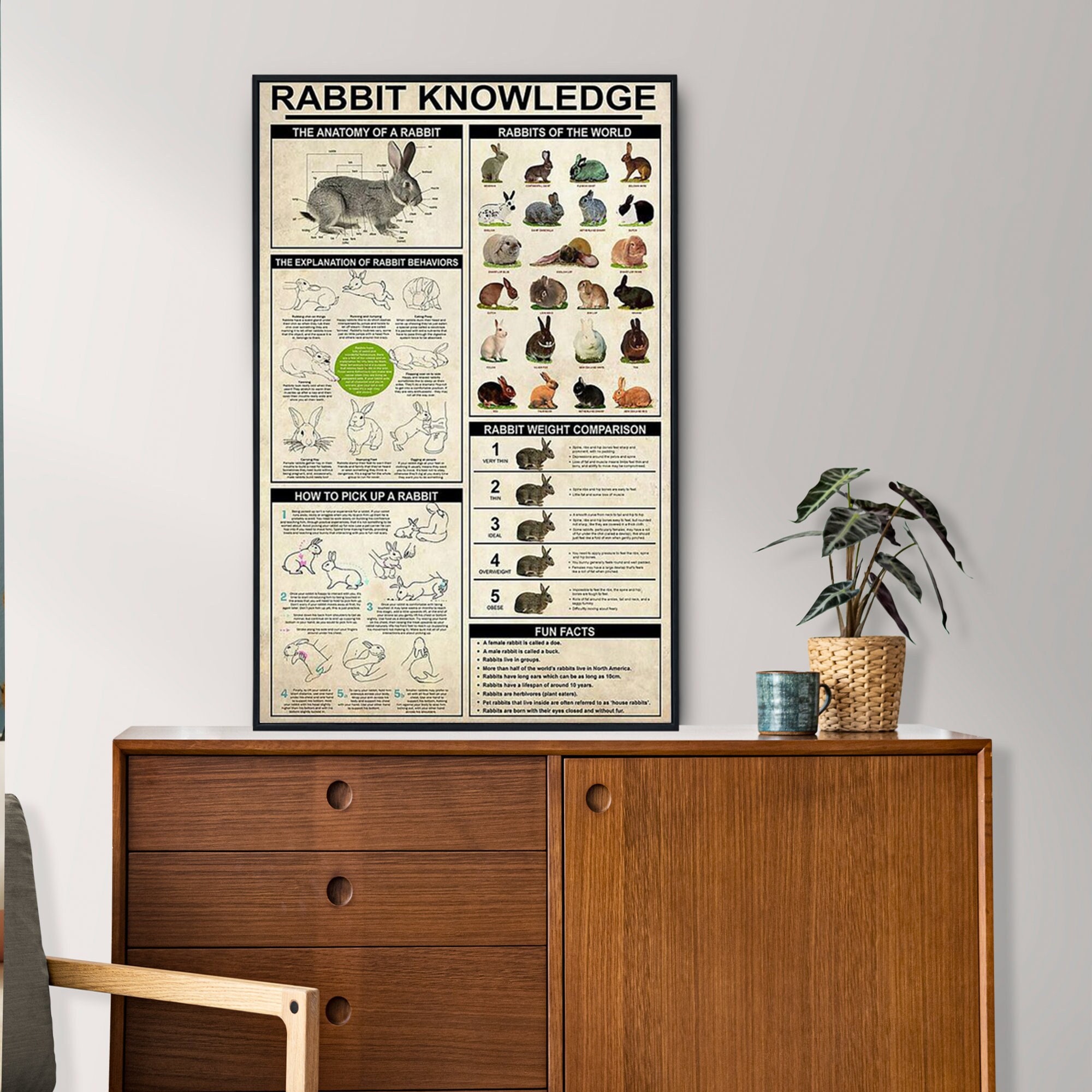 Rabbit Knowledge Poster Rabbit Lover Gift All About Rabbit - Etsy