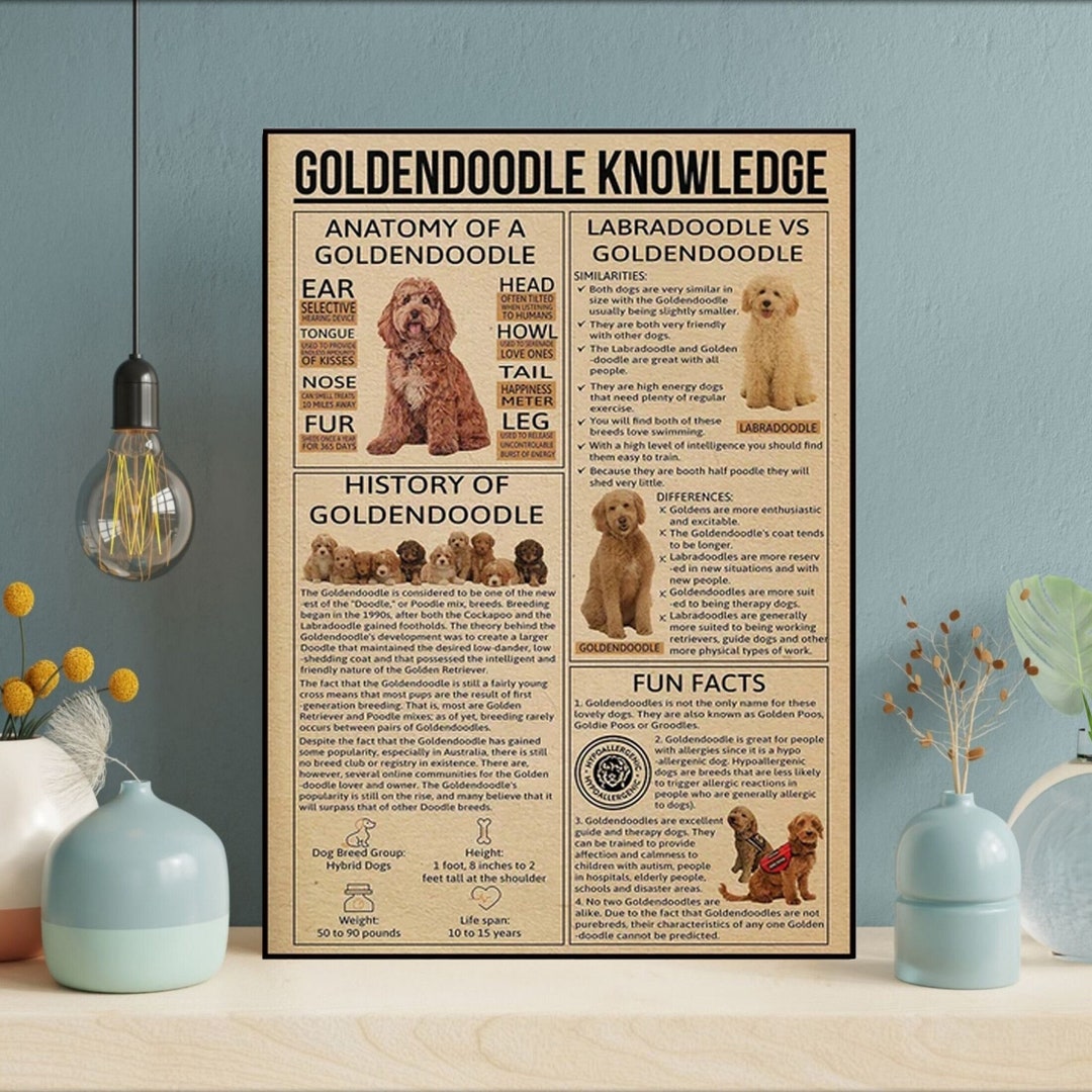 Anatomy Of Golden Doodle at Quentin Burton blog