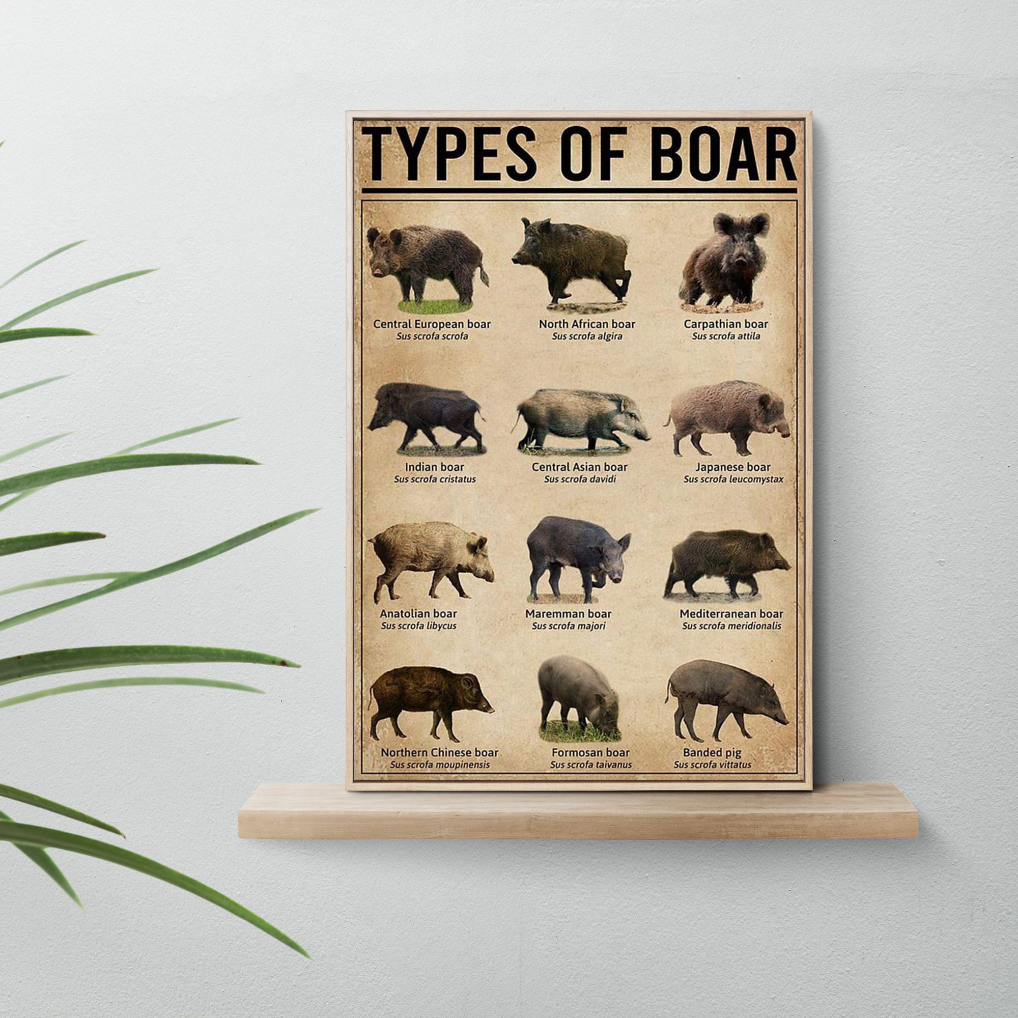 Types of Boar Poster, Boar Lover Gift, Boar Poster, Boar Art Print ...