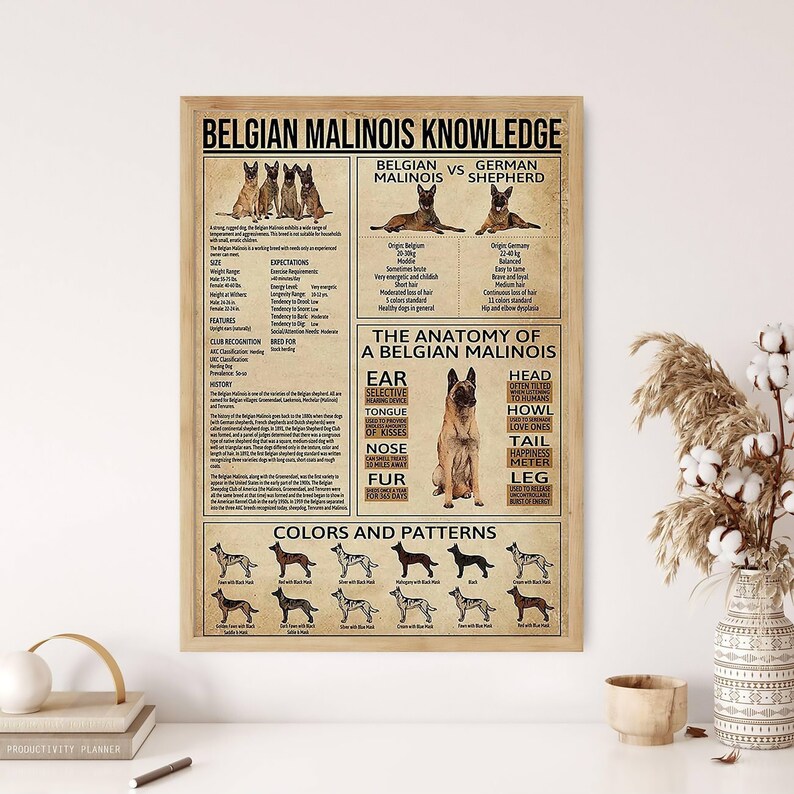 Belgian Malinois Knowledge Vintage Poster, All About Belgian Malinois ...