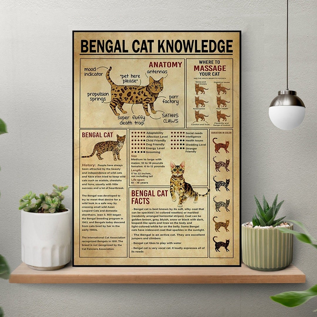 Unframed Bengal Cat Knowledge Poster, the Anatomy of A Bengal Cat, Cat ...