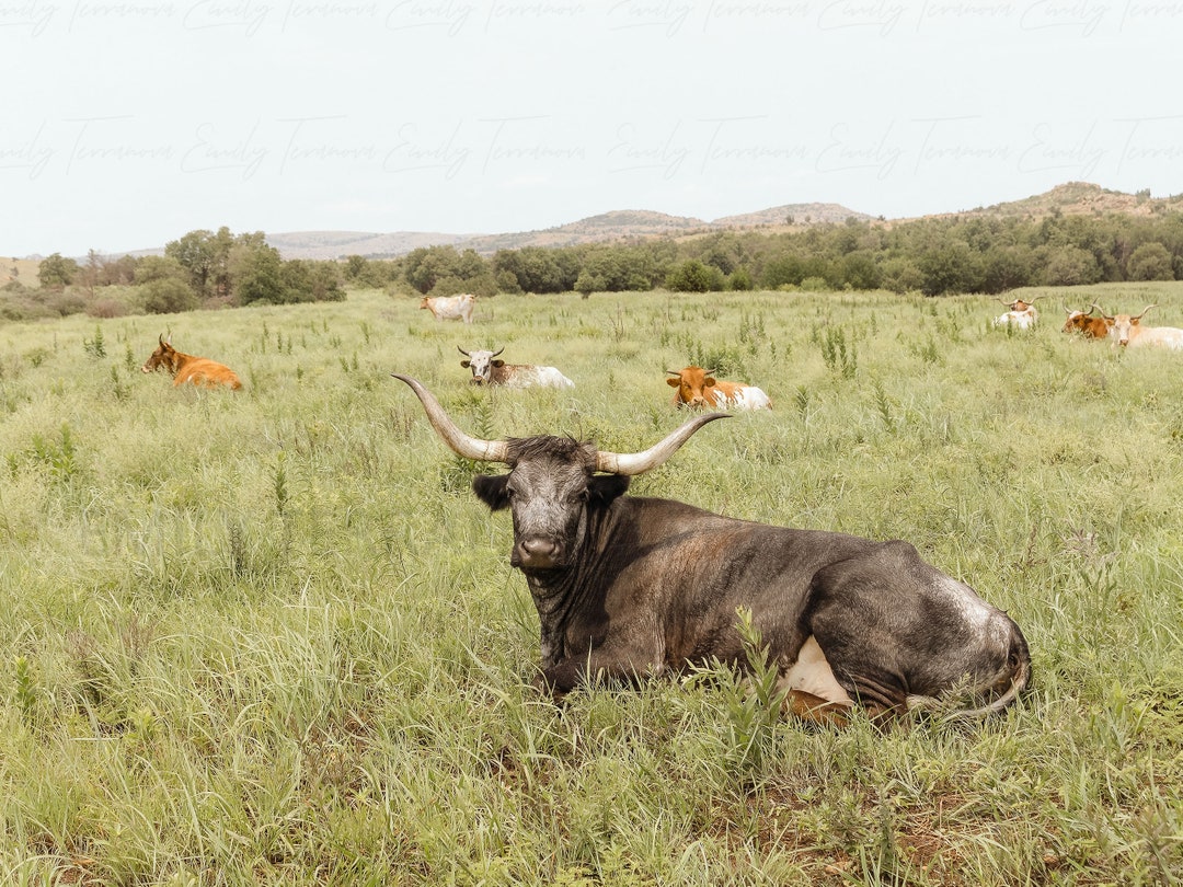 Wild West Wonders : Cattle in Prairie Photography Print & Poster ...