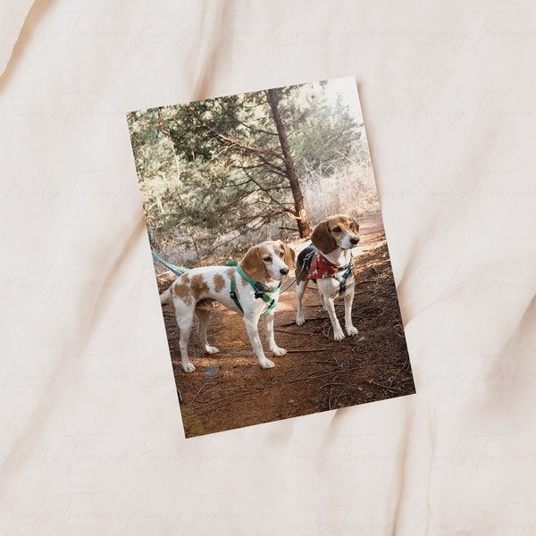 Dog Postcard - Etsy