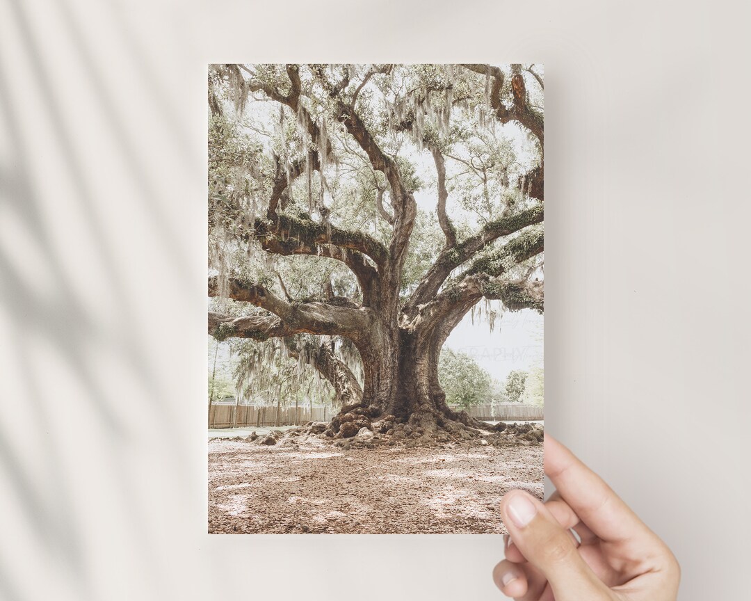 Nola's Natural Wonder - the Tree of Life | Postcard | New Orleans ...