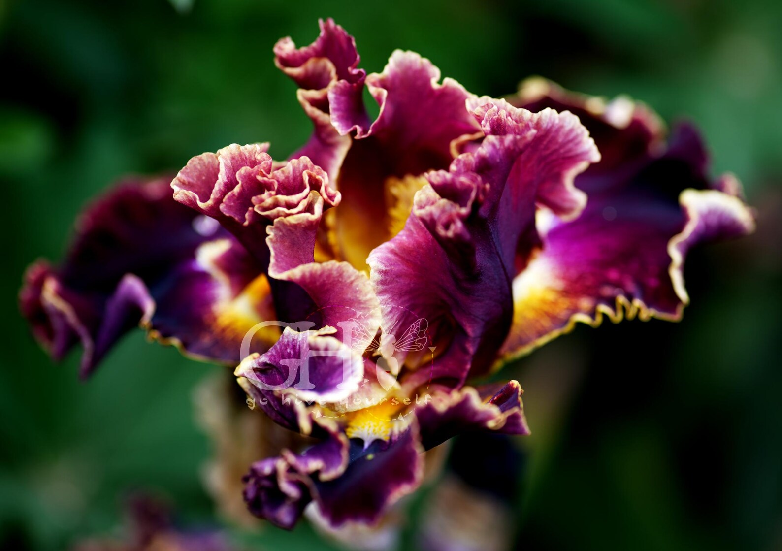 Sunset Iris-digital Print-art-photography - Etsy