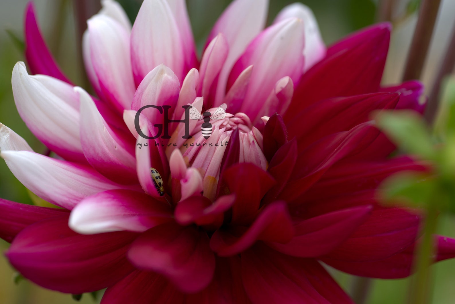 Split Tone Dahlia-california-digital Print-art-photography - Etsy
