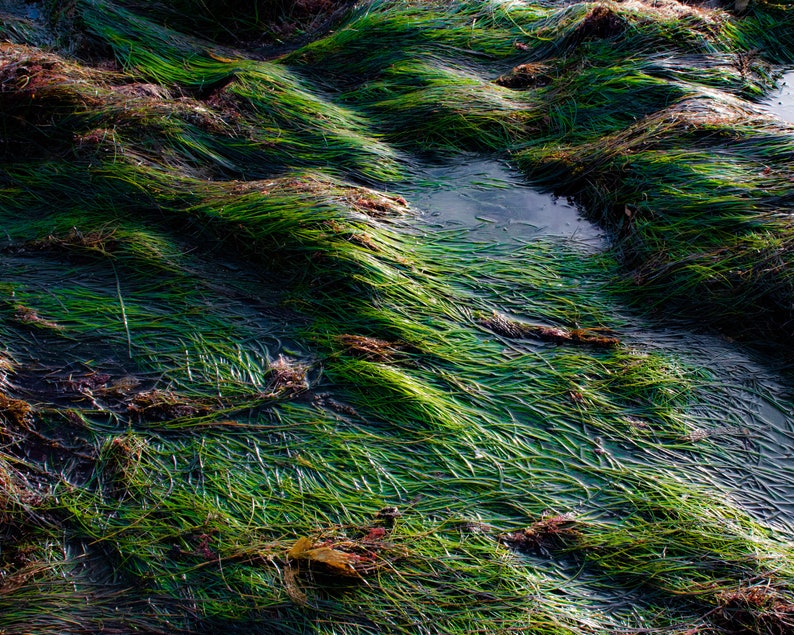 Seafloor Texture, 8x10 Print - Etsy