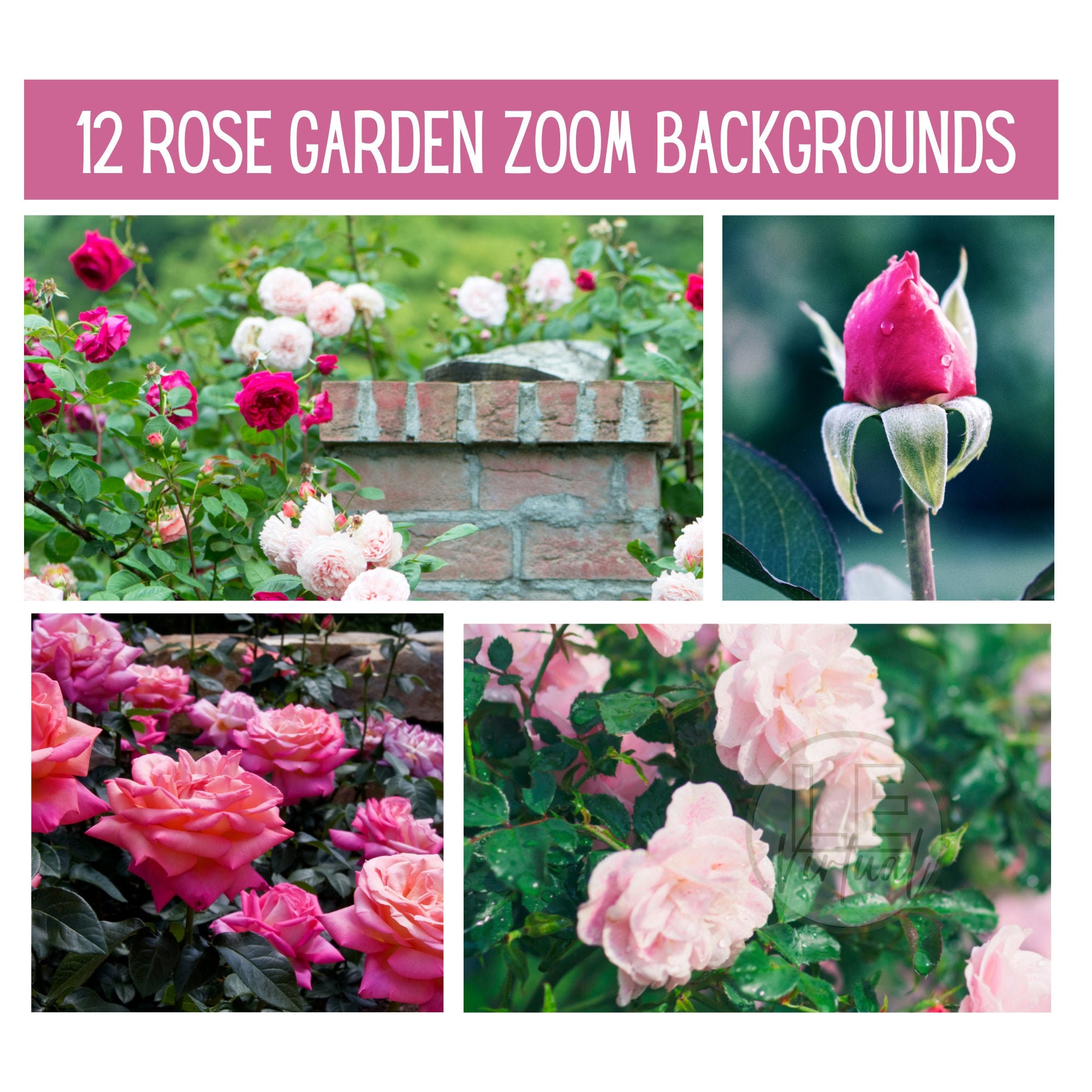 12 ROSES ZOOM BACKGROUNDS Zoom Meeting Virtual | Etsy Australia