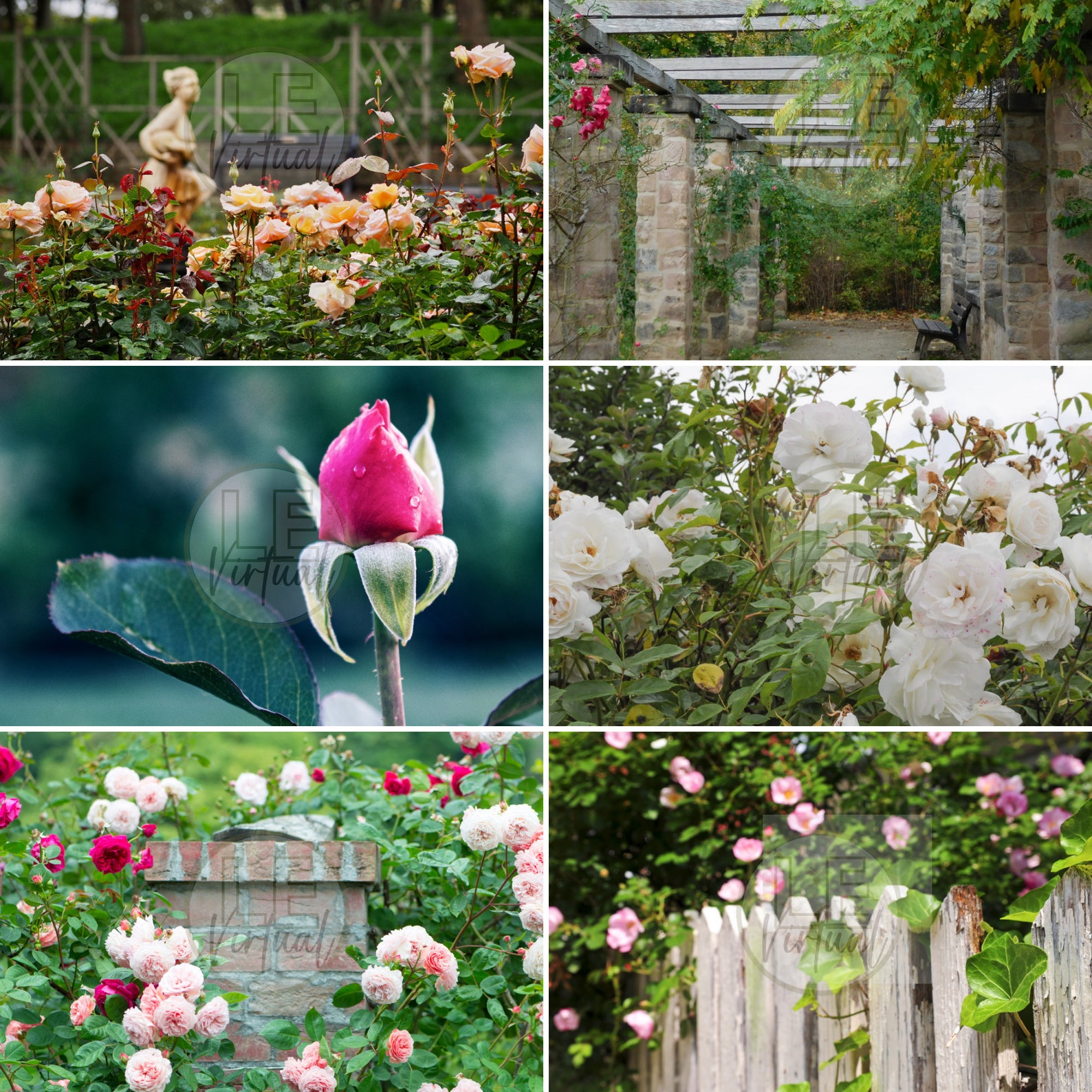 12 ROSES ZOOM BACKGROUNDS Zoom Meeting Virtual | Etsy Australia