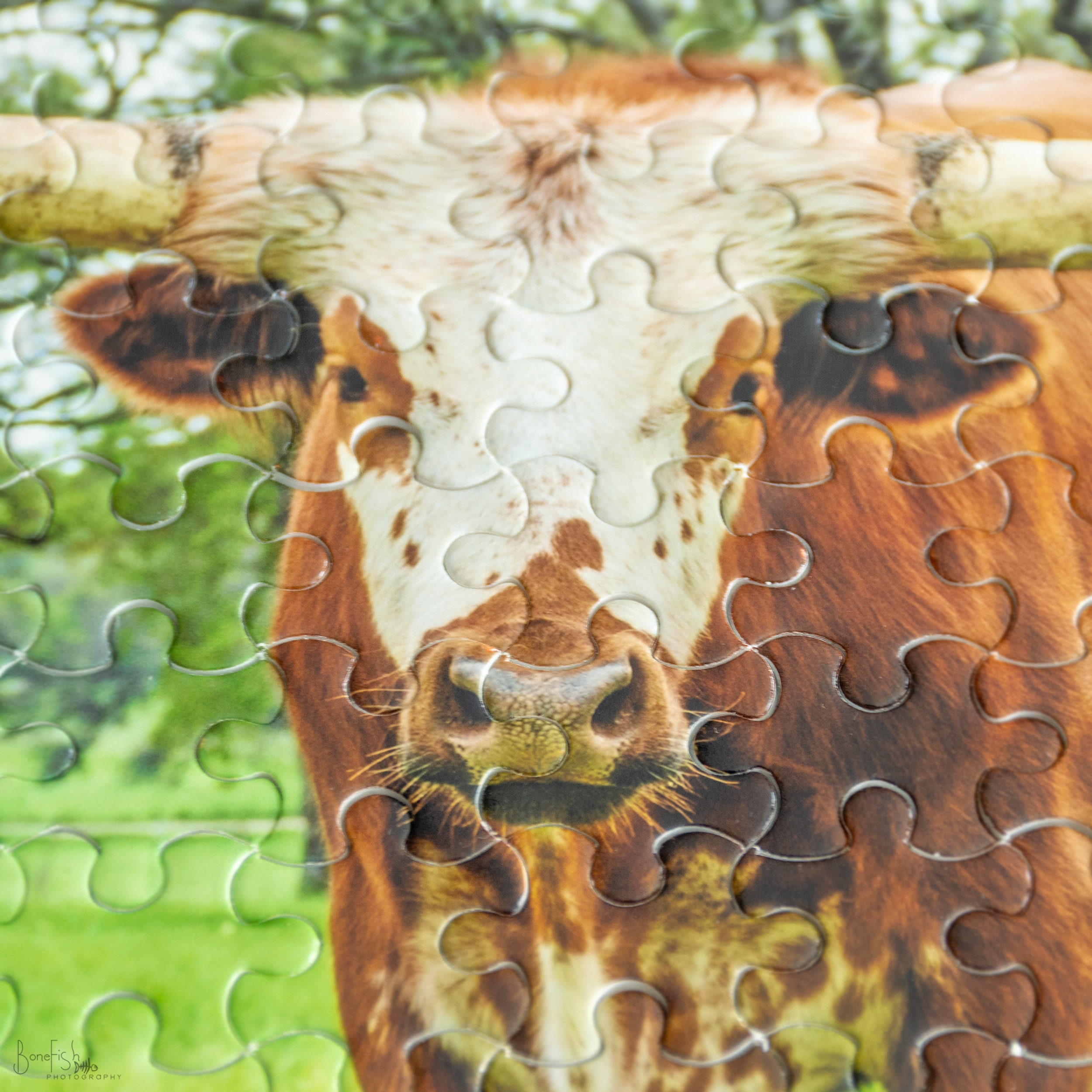 BF Puzzle Game Texas Longhorn Cattle Scene | Etsy