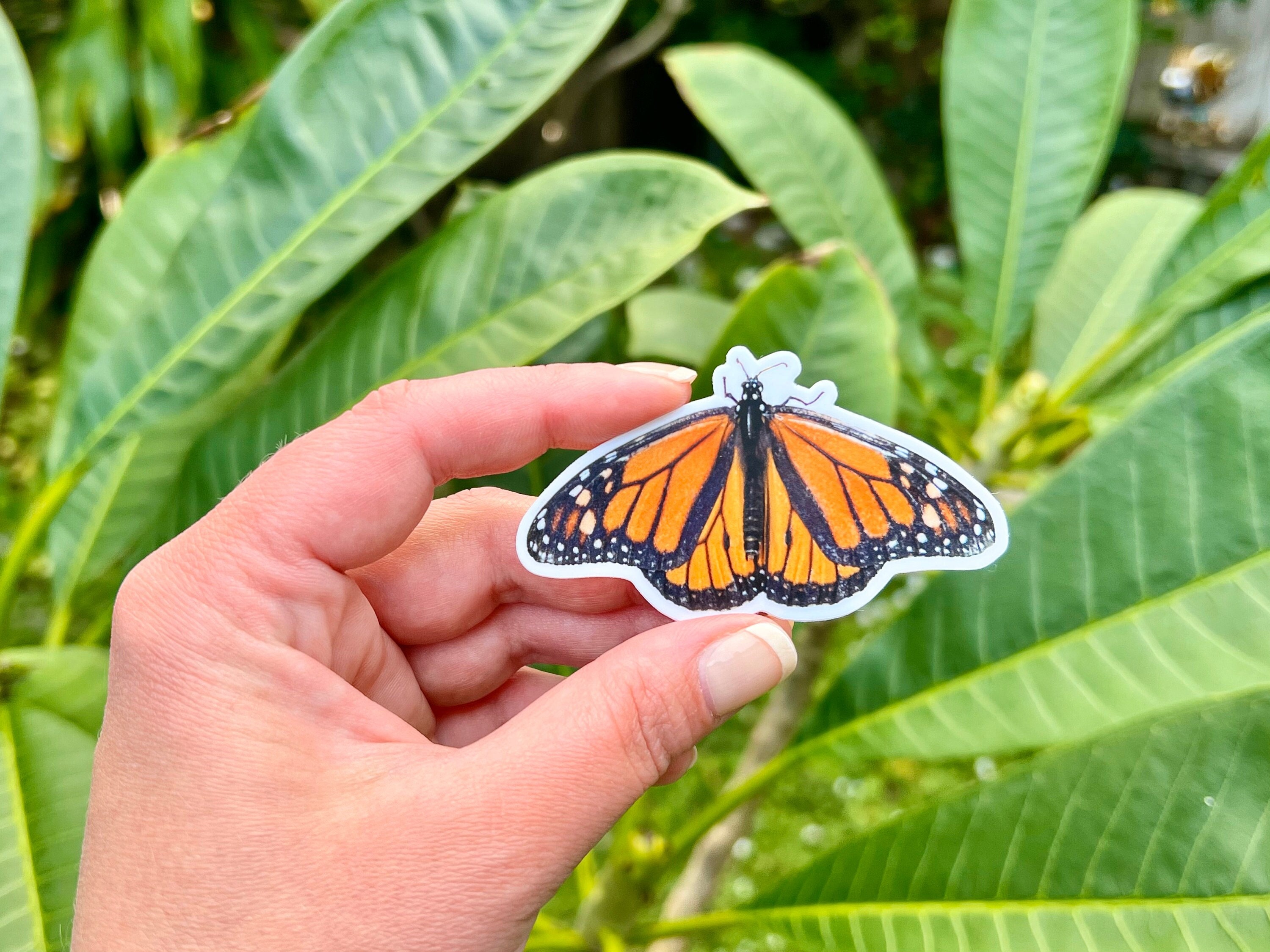 BF Sticker -- Monarch Butterfly Weatherproof Vinyl Decal - Etsy