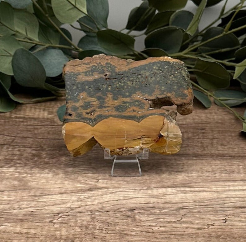 Green Brown Ocean Jasper Slab, 5 Inch Wide 382g Orbicular Jasper Slab ...