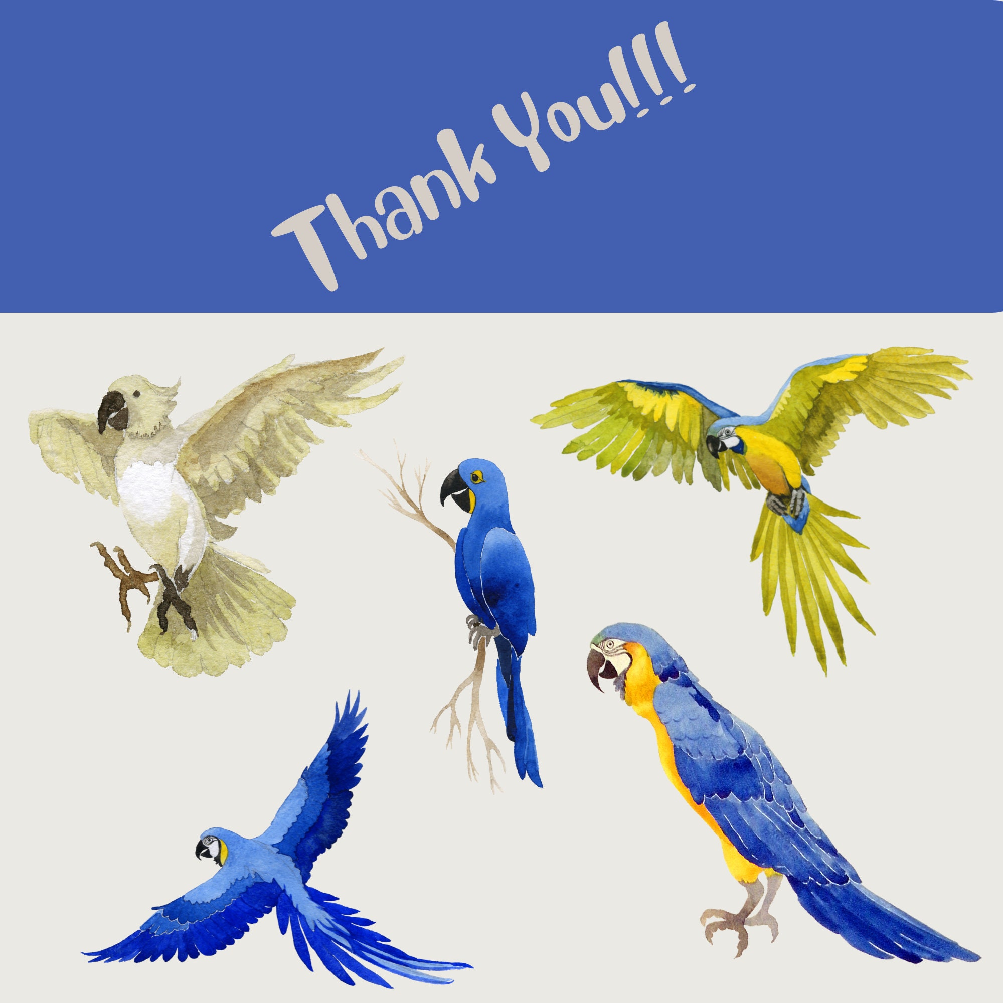 Watercolor Parrot Printable Stationery Paper With 5 Different Designs ...