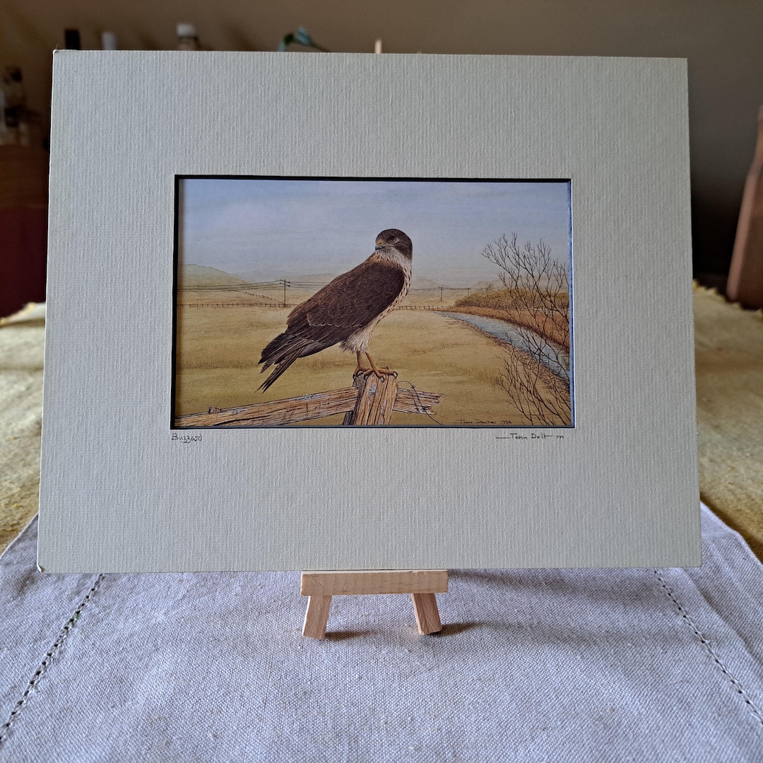 Buzzard Print John Doulton 1994 Signed Print Wildlife Print - Etsy