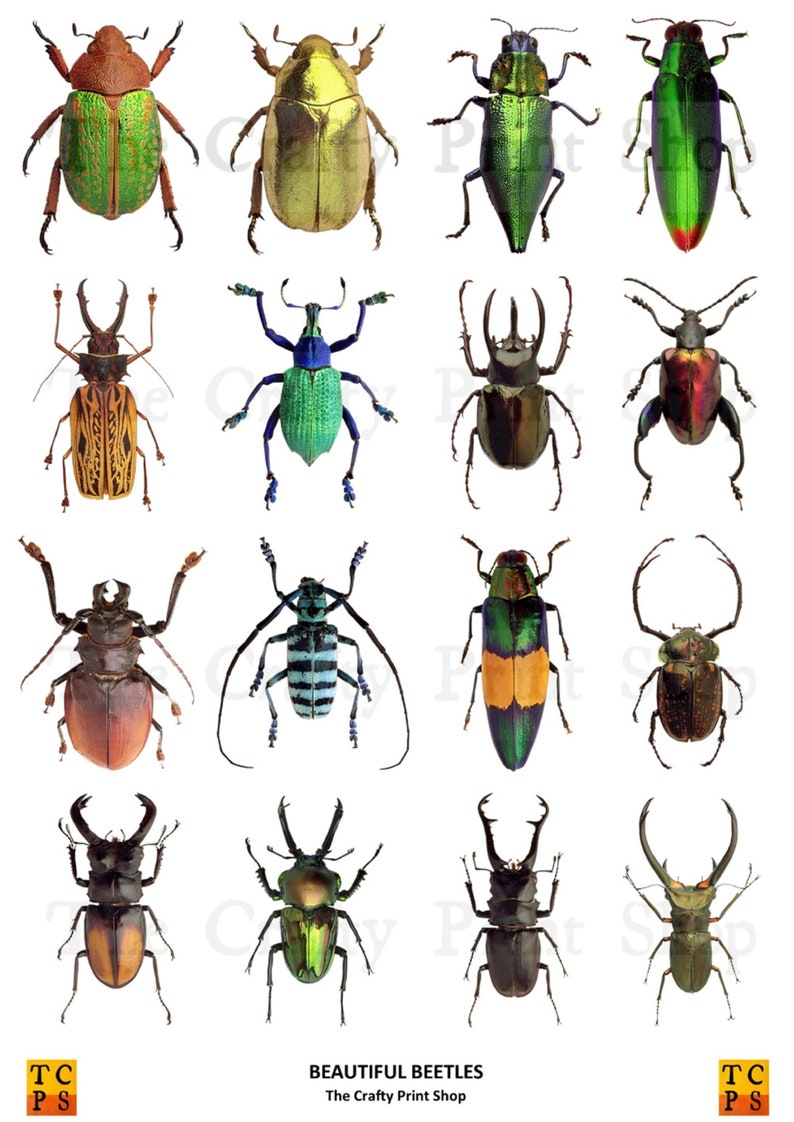 Printable Beetles, Vintage Insect Art, Bug Prints, Digital Printable ...