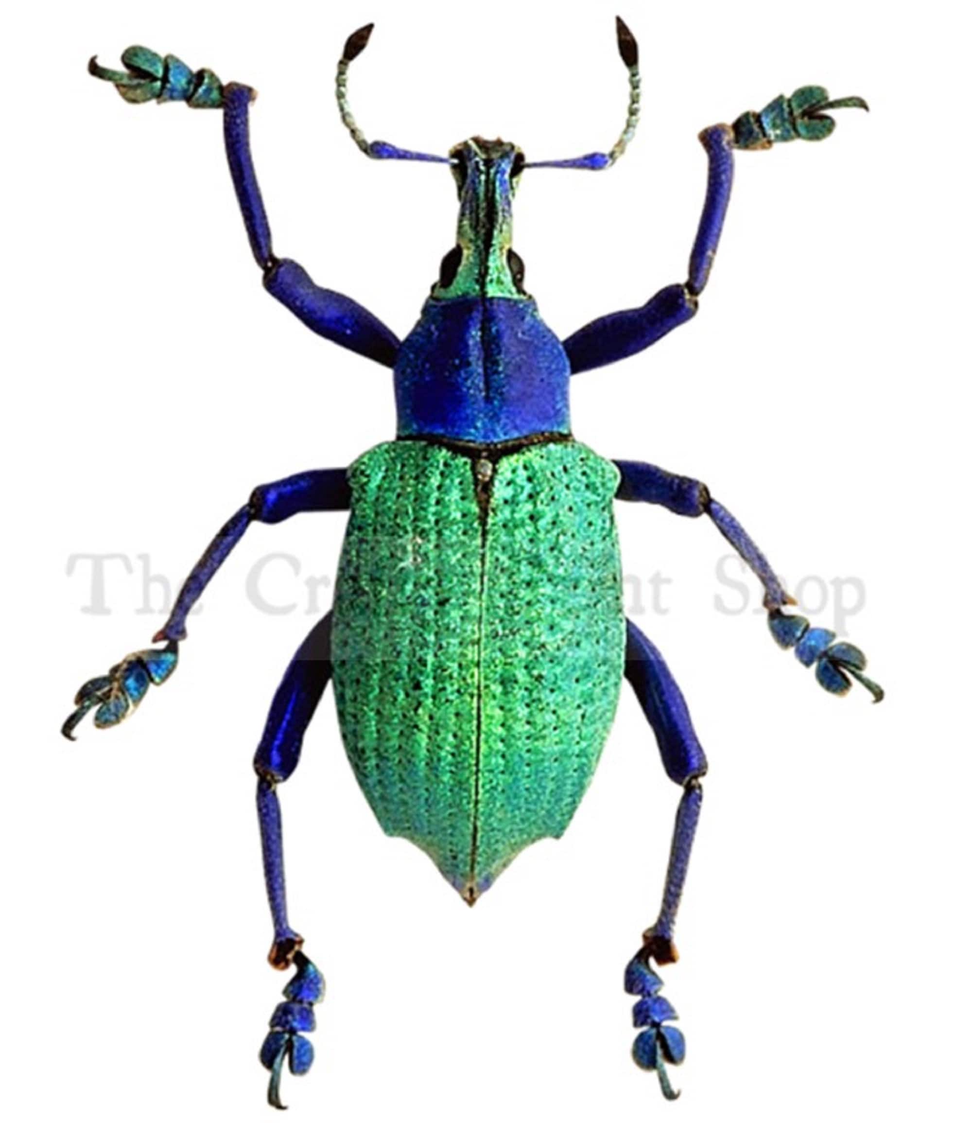 Printable Beetles, Vintage Insect Art, Bug Prints, Digital Printable ...