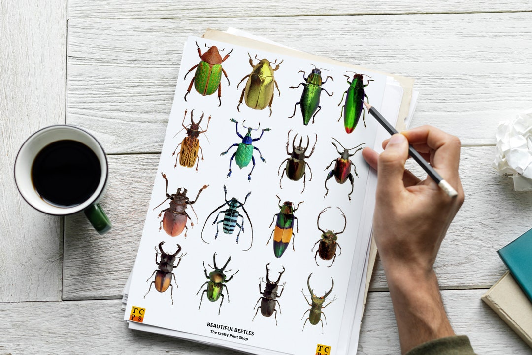 Printable Beetles, Vintage Insect Art, Bug Prints, Digital Printable ...