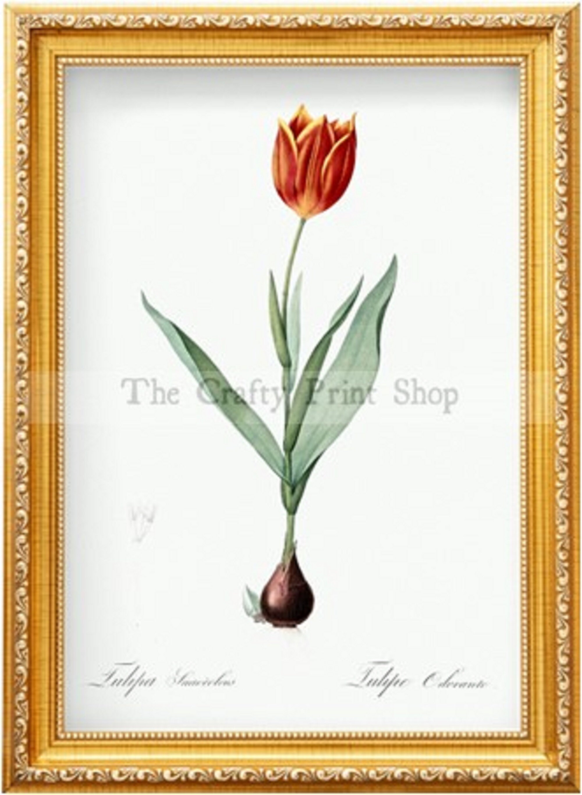 Vintage Tulips in Gold Frames, Digital Collage Sheets, Floral ...