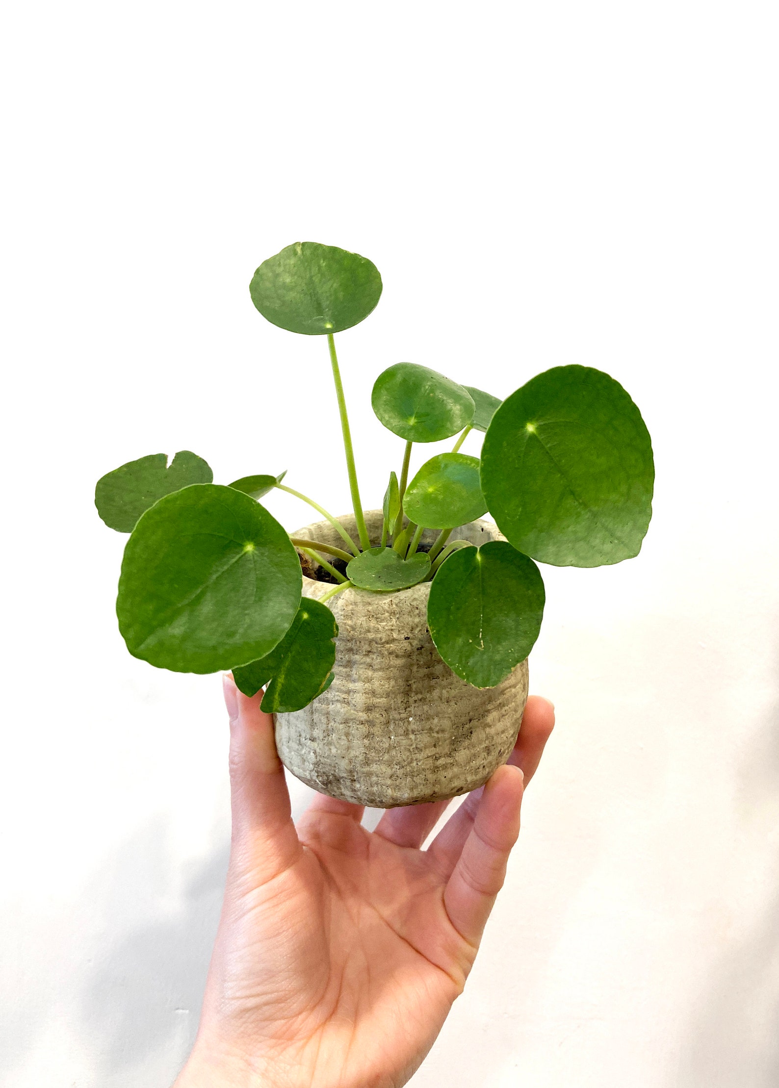 Baby Chinese Money Plant/pilea Peperomioides/mini House Plant | Etsy UK
