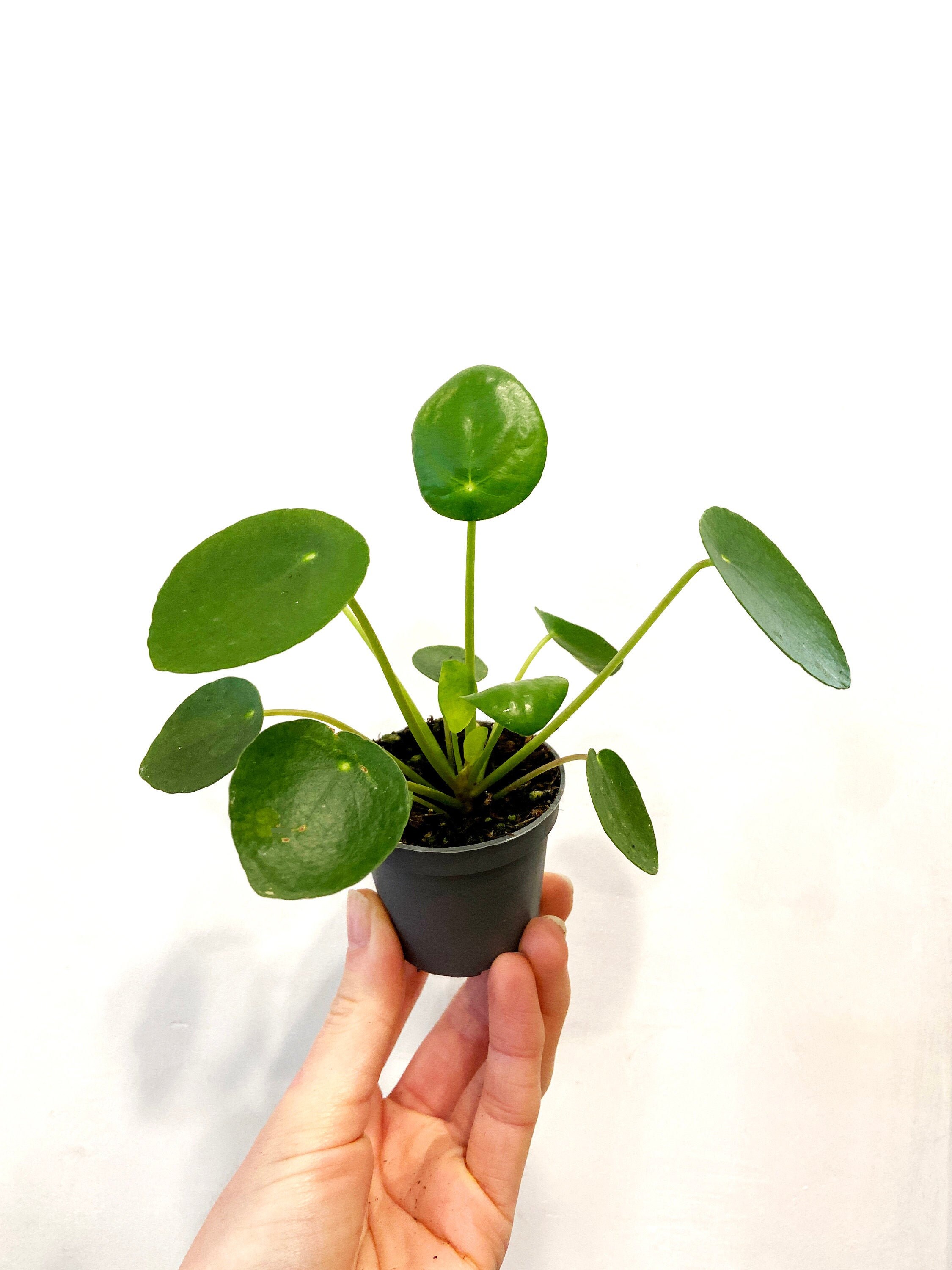 Baby Chinese Money Plant/pilea Peperomioides/mini House Plant | Etsy UK
