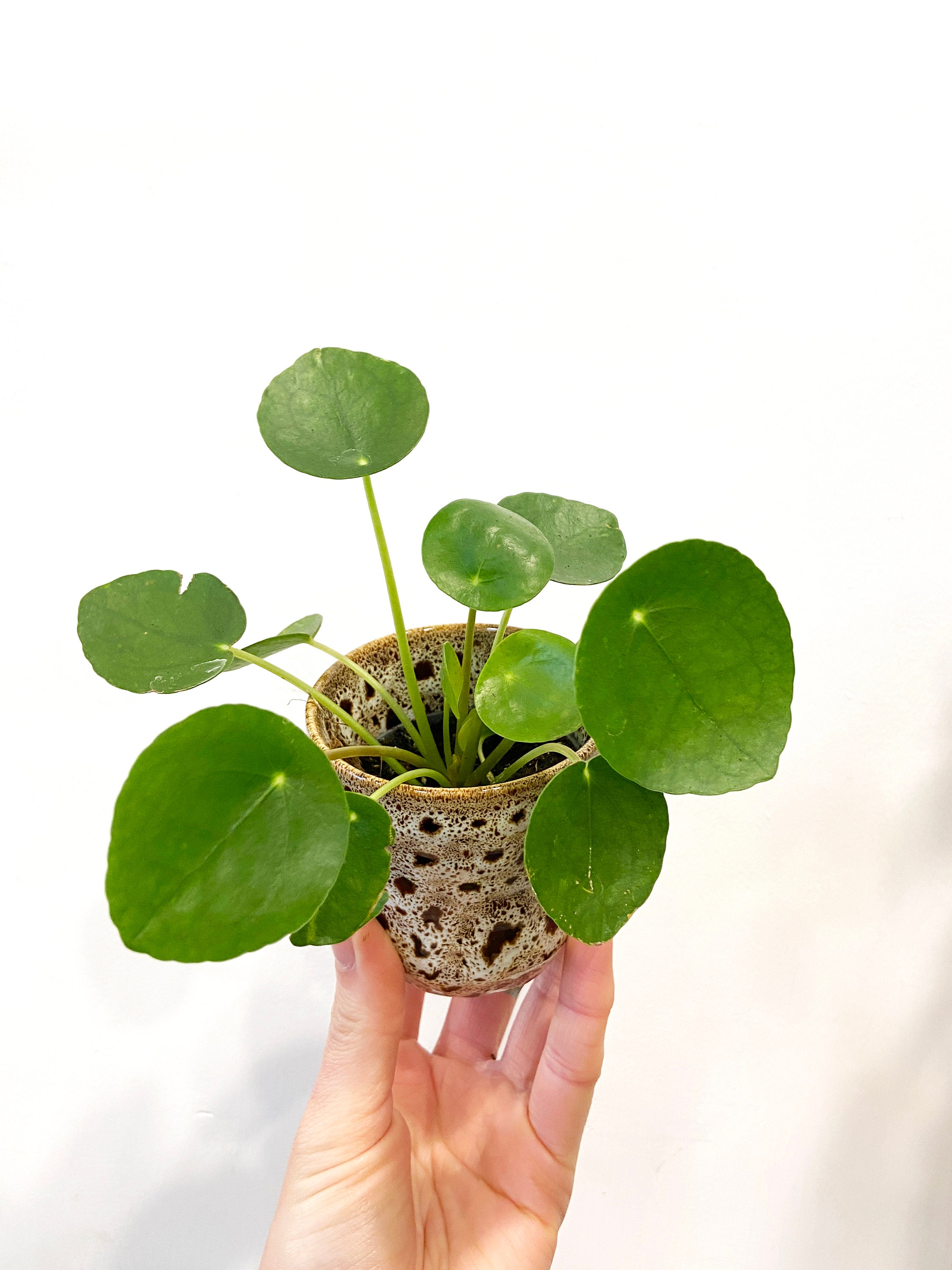Baby Chinese Money Plant/pilea Peperomioides/mini House Plant | Etsy UK