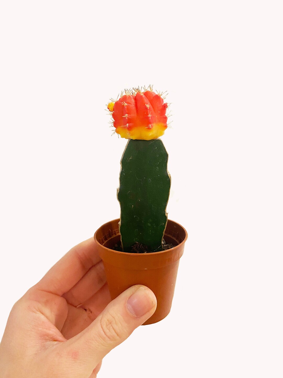 Baby Moon Cactus/colour Cap Cacti/random Selection/baby House Plant ...