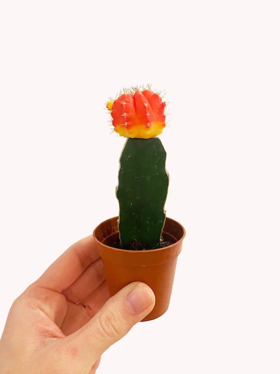 Baby Moon Cactus/colour Cap Cacti/random Selection/baby House | Etsy UK