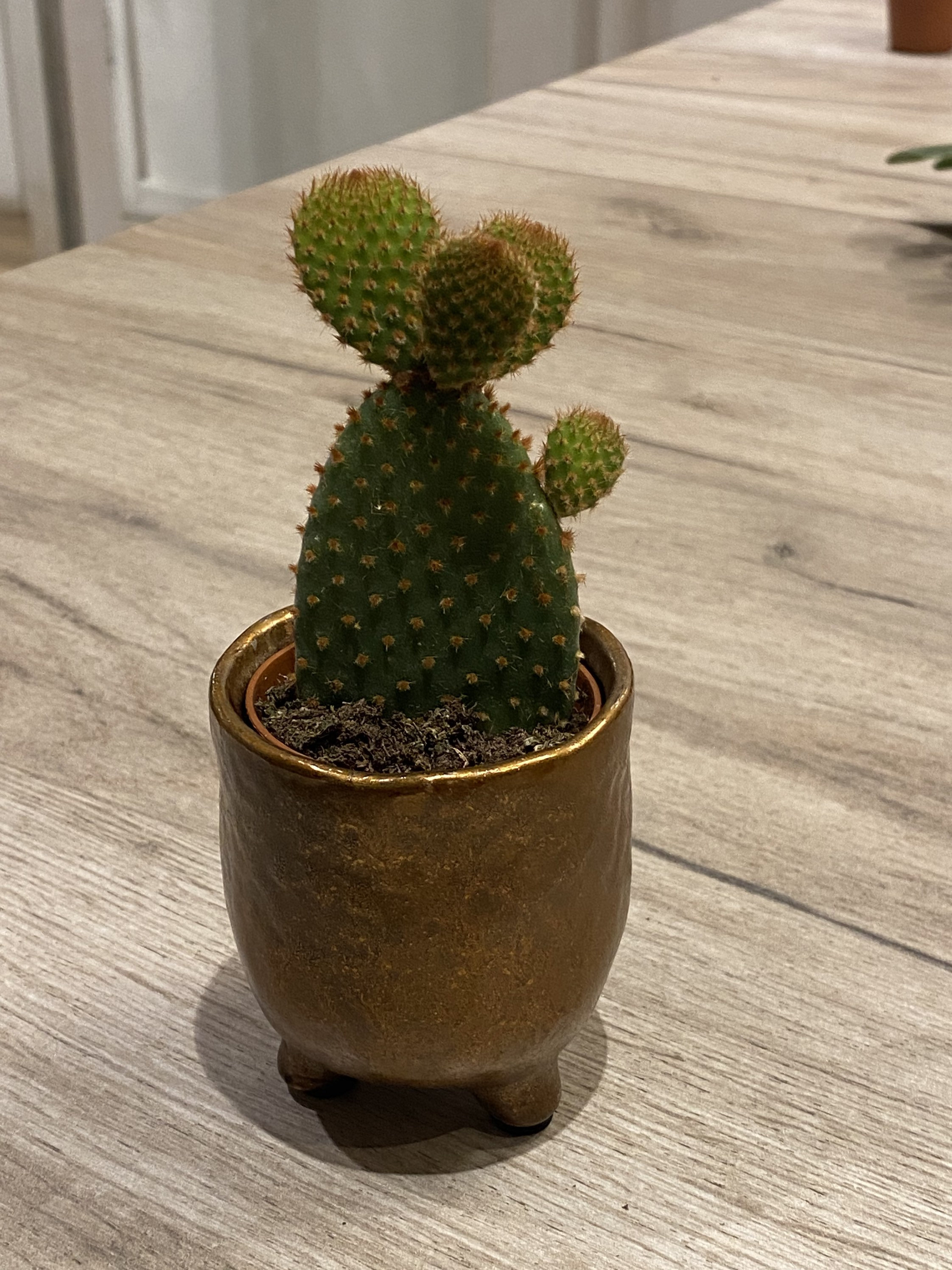 Bunny ear plant / baby cactus / bunny ear cacti / Opuntia / | Etsy