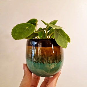 Baby Chinese Money Plant/pilea Peperomioides/mini House Plant - Etsy UK
