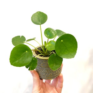 Baby Chinese Money Plant/pilea Peperomioides/mini House Plant - Etsy UK