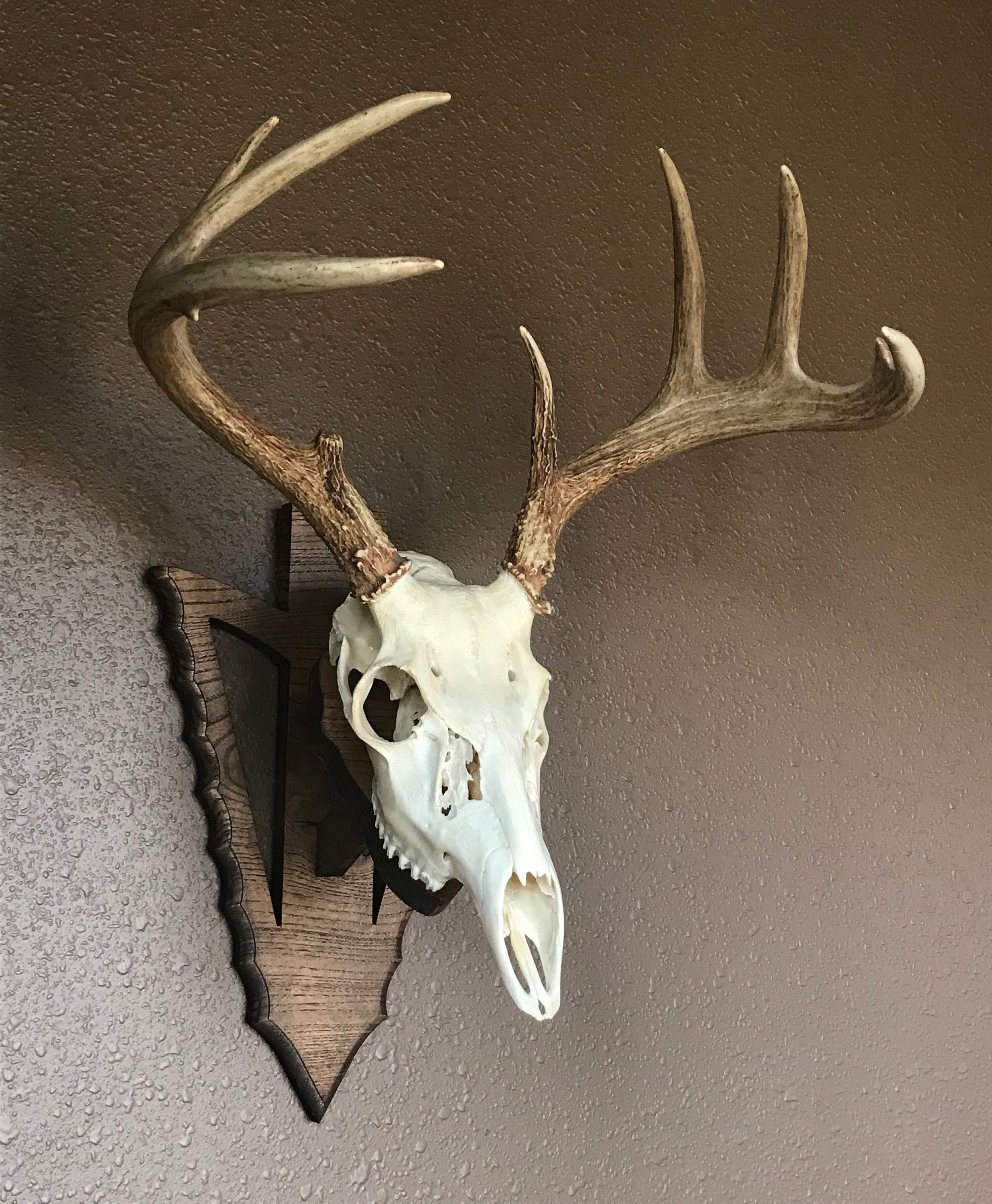 Arrowhead European Skull Mount | Etsy