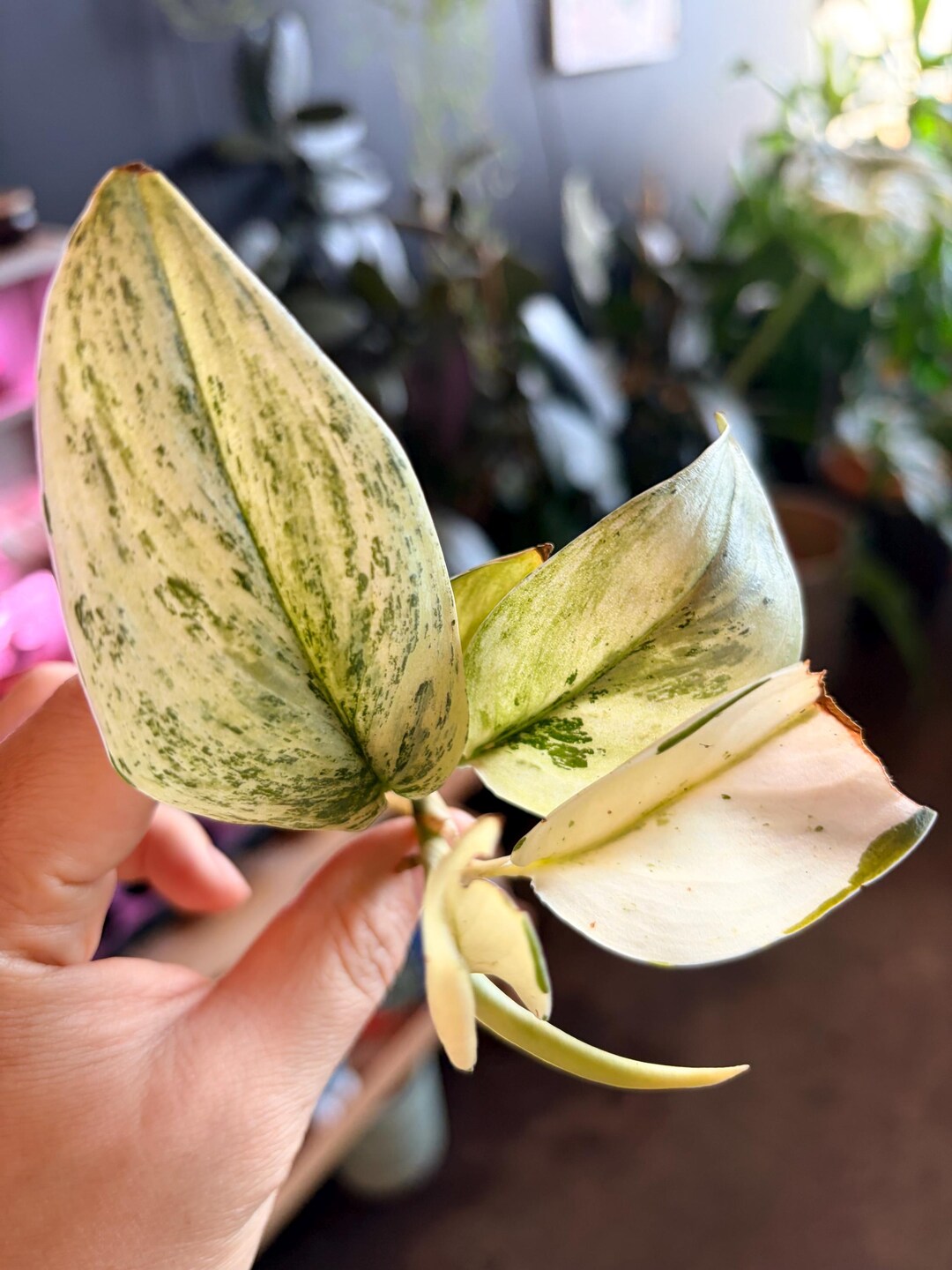 Extremely Rare Scindapsus Superstar Variegated Bare Root Ship From NY ...