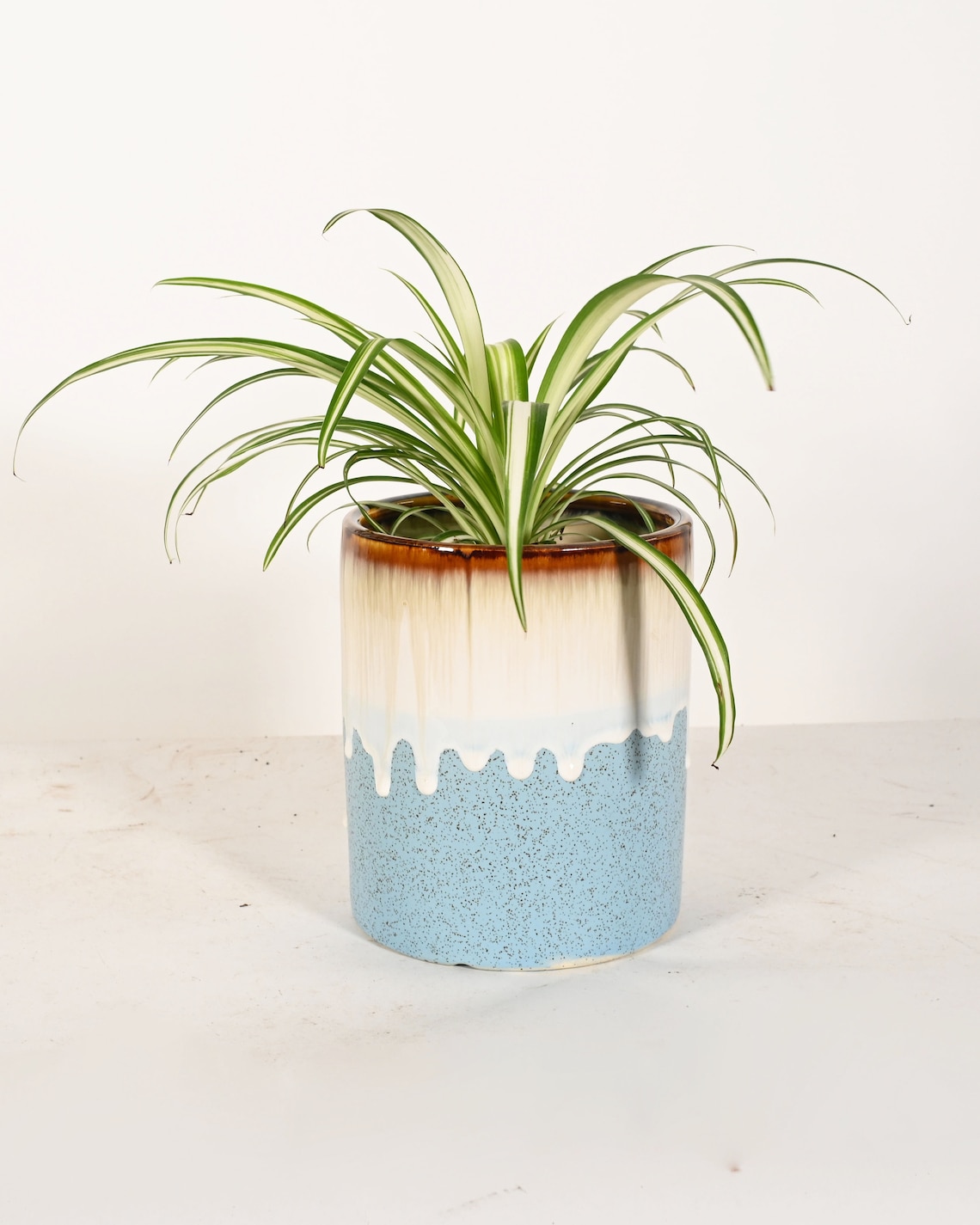 Live Plant Spider Plant With 6 Indoor Ceramic Planter - Etsy