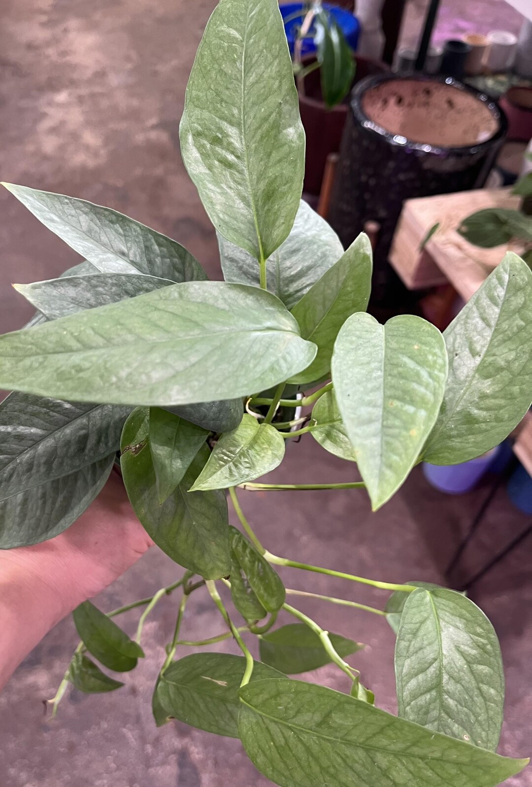 Live Plant Cebu Blue Pothos Indoor- Upshining Houseplant Shop Union ...