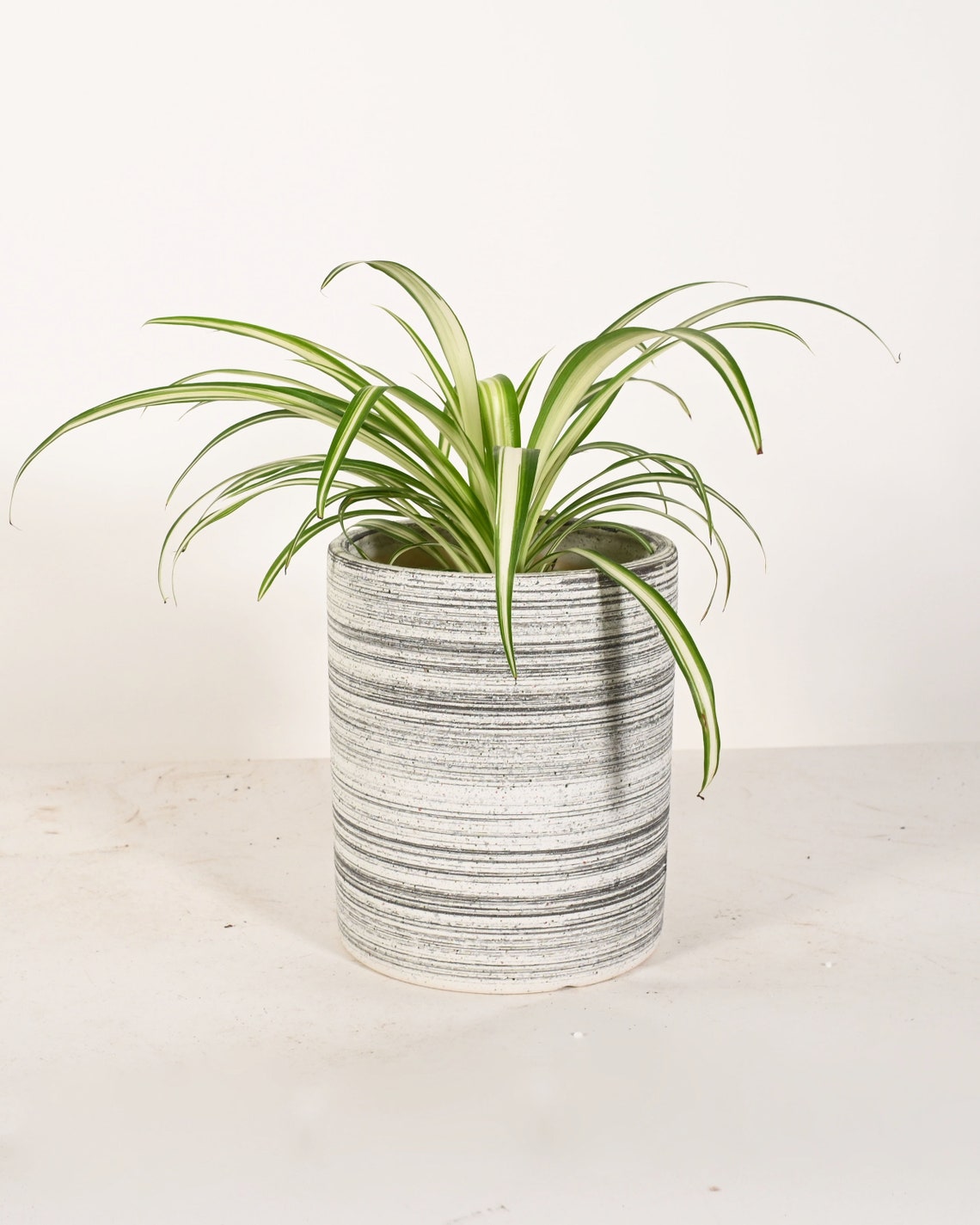 Live Plant Spider Plant With 6 Indoor Ceramic Planter - Etsy