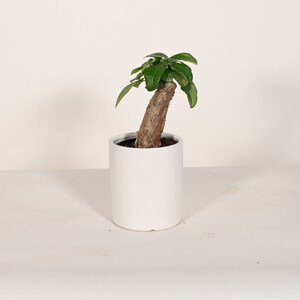 Live Plant Money Tree Plant With 5 Ceramic Planter Pot - Etsy