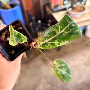 Extremely Rare Philodendron Glorisum Variegated Snow Leopard High ...