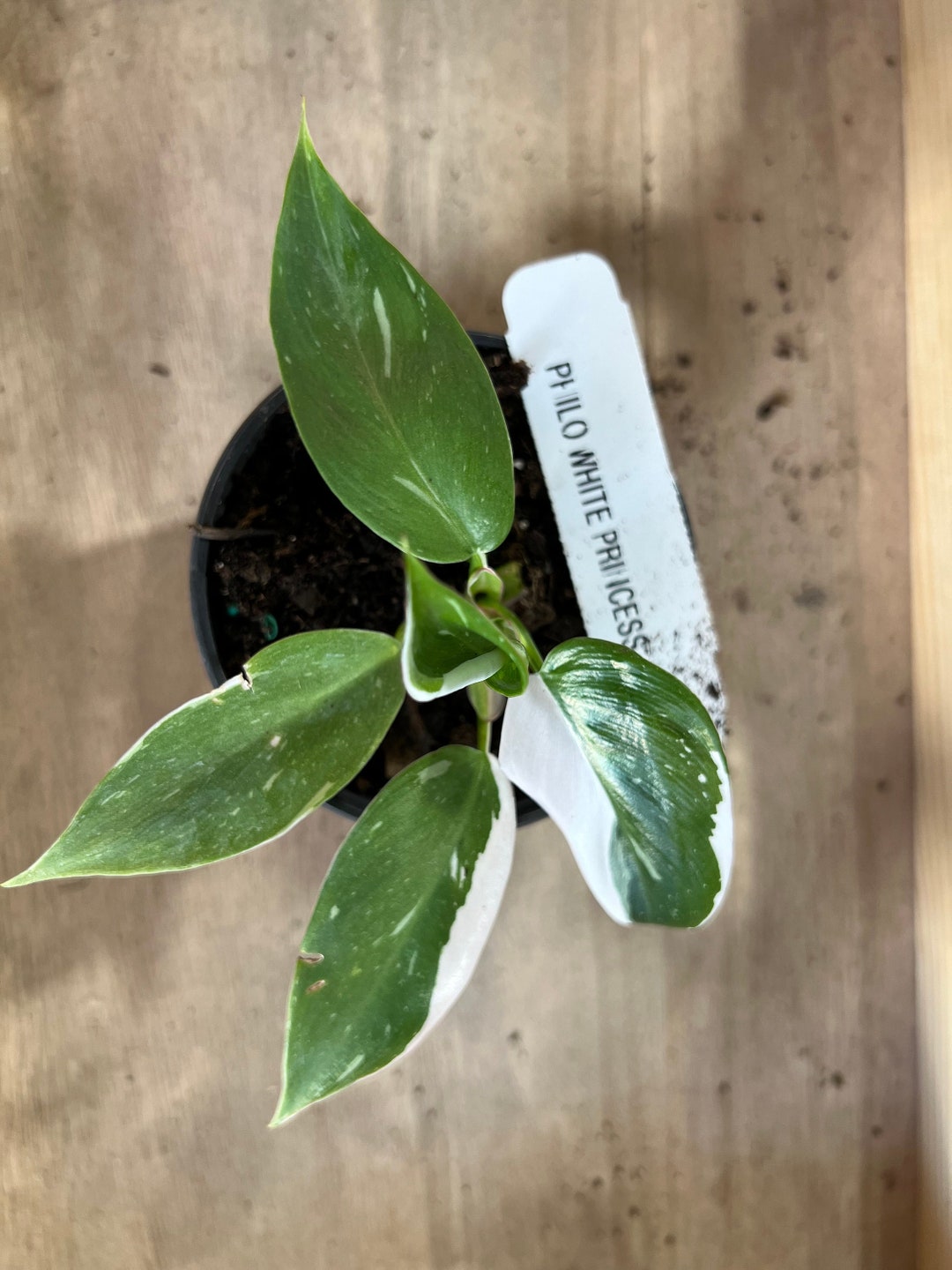 Philodendron White Princess - 4 Inch Grower Pot- Upshining Houseplant ...