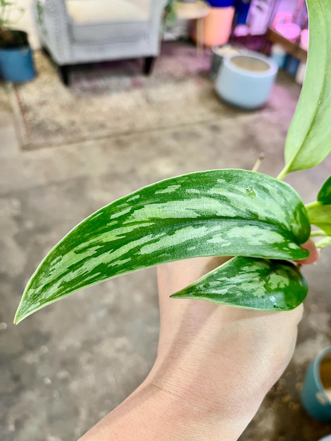 Extremely Rare Scindapsus Green Tombak Bare Root Ship From NY Indoor ...