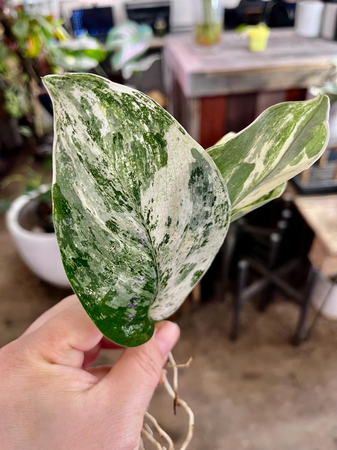 Extremely Rare Scindapsus Salamount Potted in Soil Indoor Live Plant ...