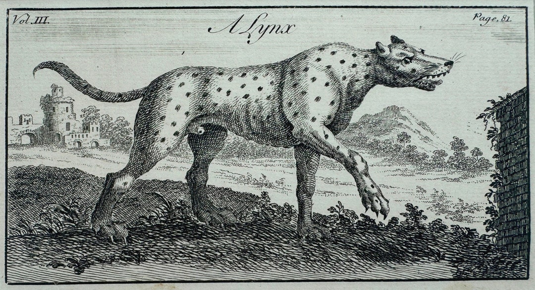 A LYNX - Original 18C Antique Copper Plate Engraving - Etsy