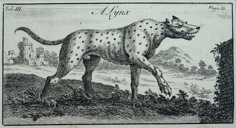 A LYNX - Original 18C Antique Copper Plate Engraving - Etsy